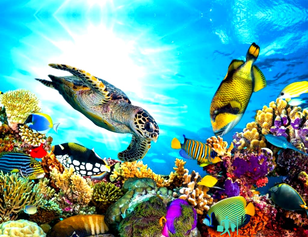 Guía definitiva de vacaciones en Trinity Beach - Blog Viajero